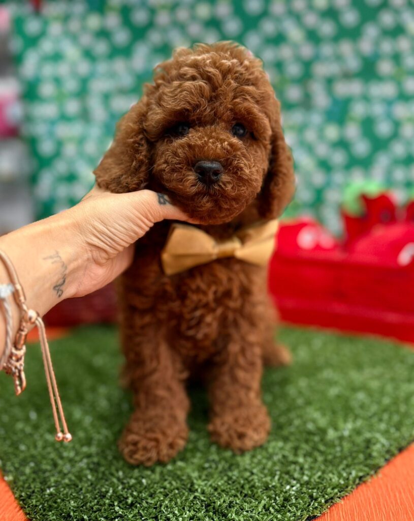 Toy Poodle Bakımı Nasıl Yapılır? - Poodle.com.tr